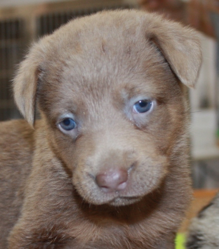Petsmart Adoption Day Petfinder Event Calendar